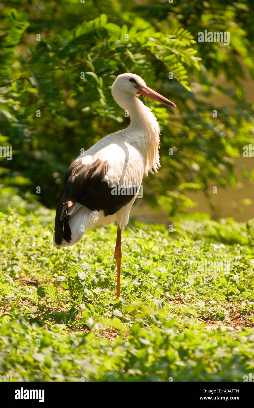 Black and White Stork Ciconia ciconia standing on one leg Stock Photo ...