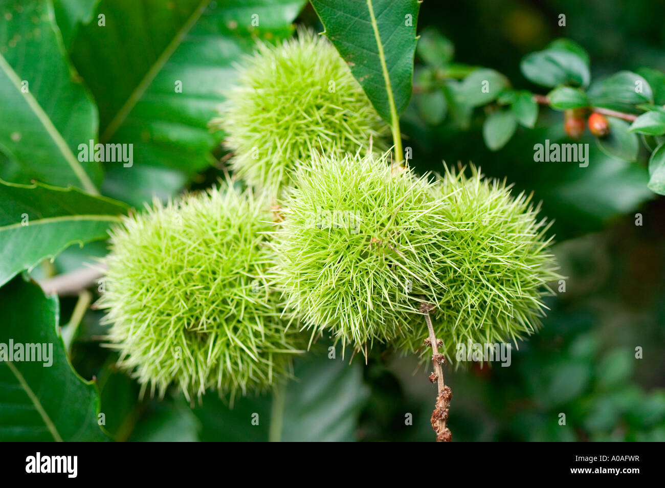 Sweet chestnut tree with nutshells fagaceae castanea sativa Stock Photo ...