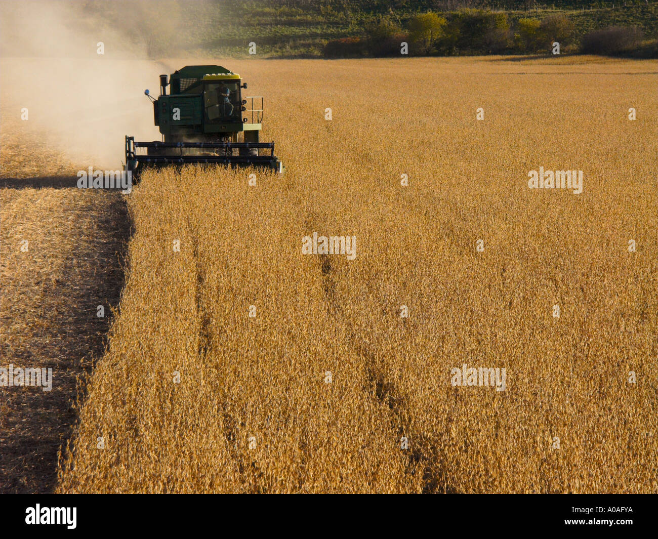 Combine harvesting soybean field iowa Stock Photo - Alamy