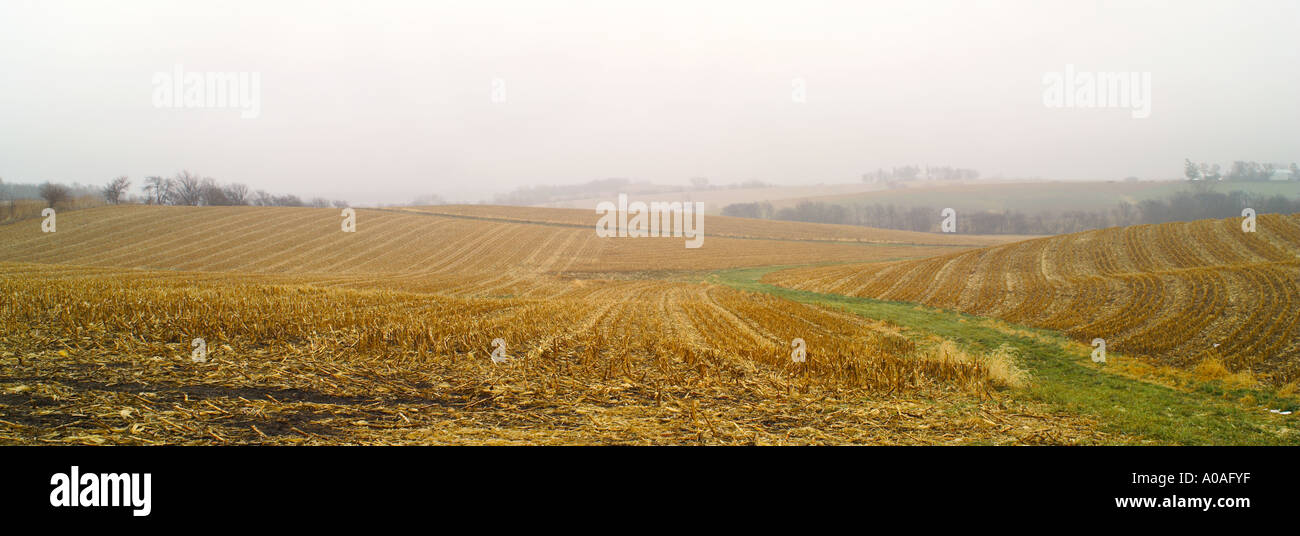 Corn stubble in farm field iowa panoramic Stock Photo - Alamy