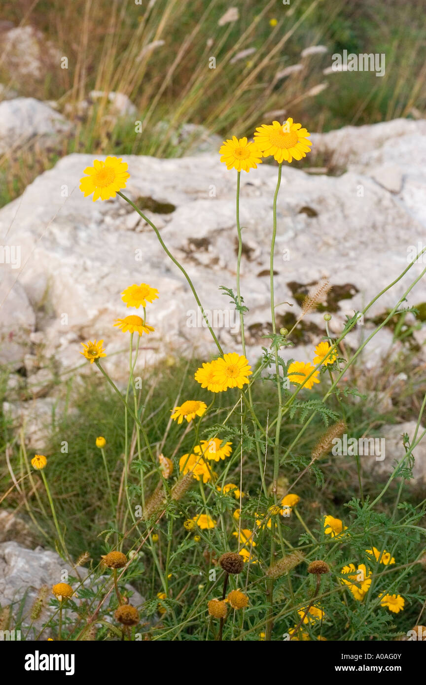 Golden Marguerite or Yellow Chamomile Asteraceae Anthemis tinctoria ...