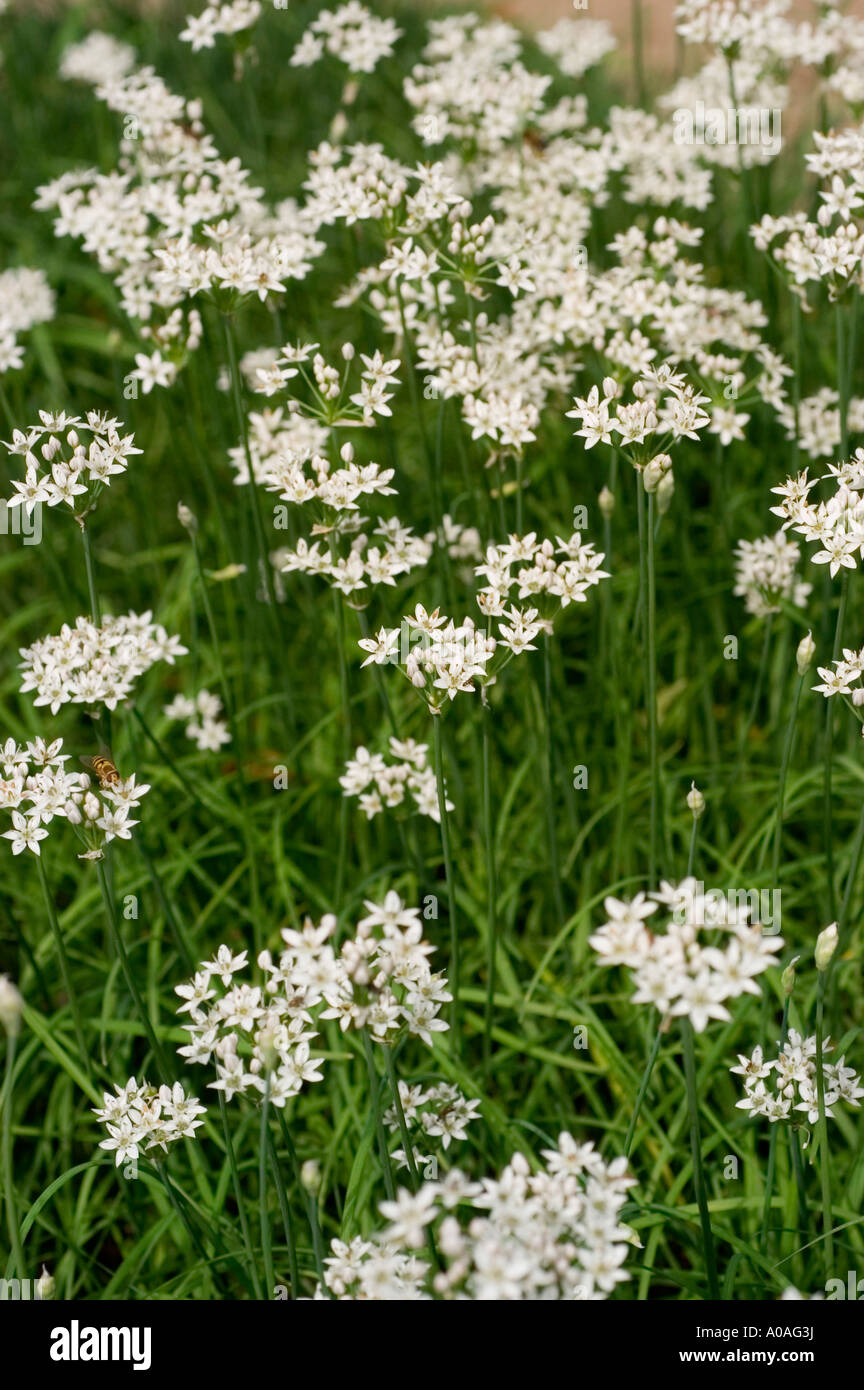 Allium odorum hi-res stock photography and images - Alamy