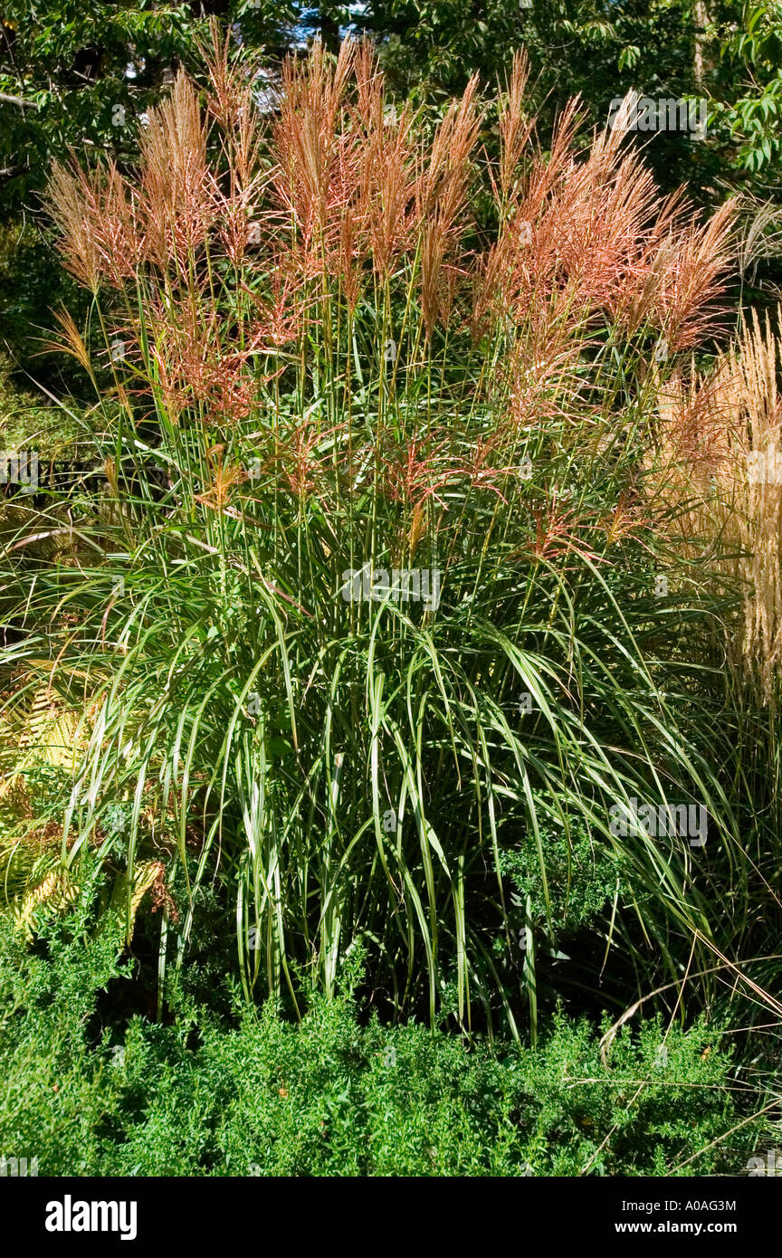 Different kinds of ornamental Miscanthus grass Stock Photo - Alamy