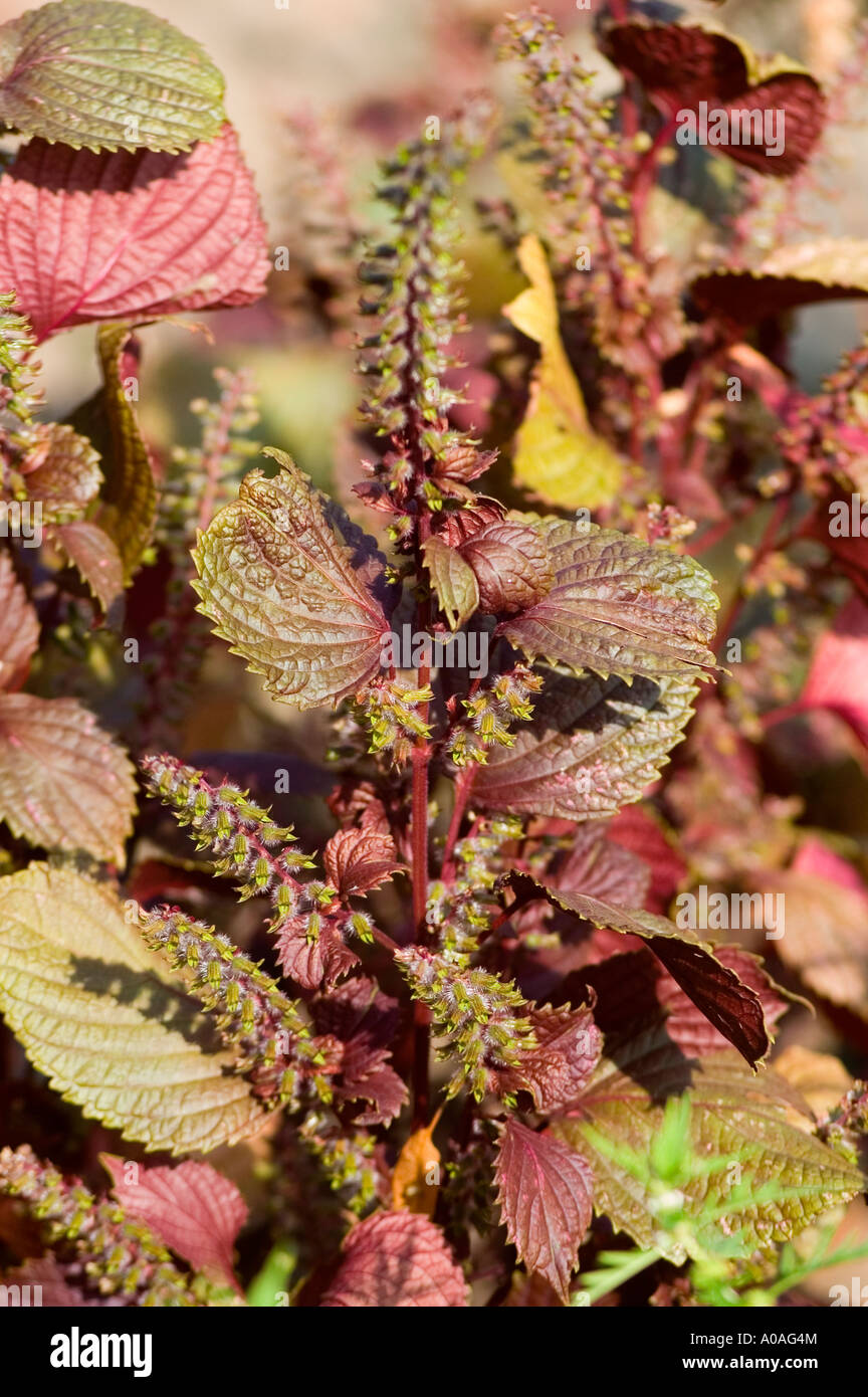 Summer coleus perilla frutescens hi-res stock photography and images ...