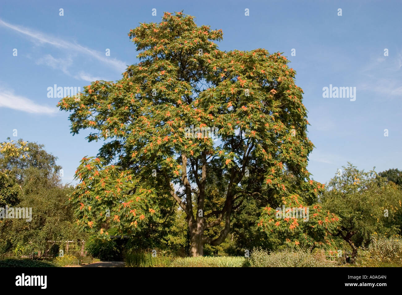 Tree of heaven Ailanthus altissima Swingle Stock Photo - Alamy