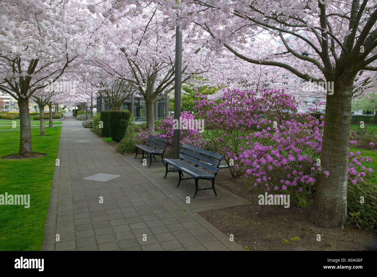 Path at State capitol grounds with flowering cherry trees Salem Oregon ...
