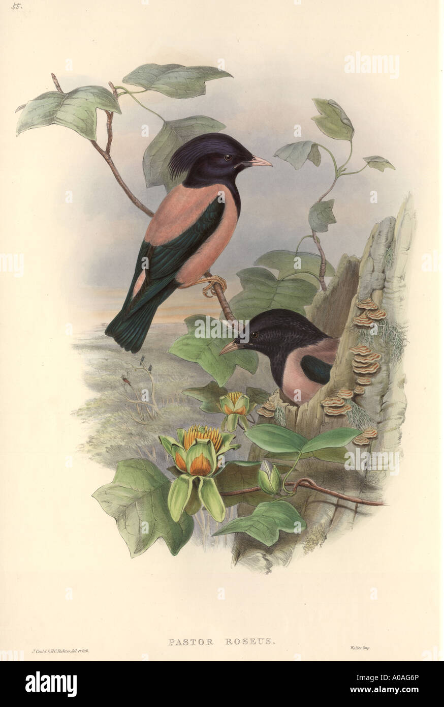 Rosy starling sturnus roseus hi-res stock photography and images - Alamy