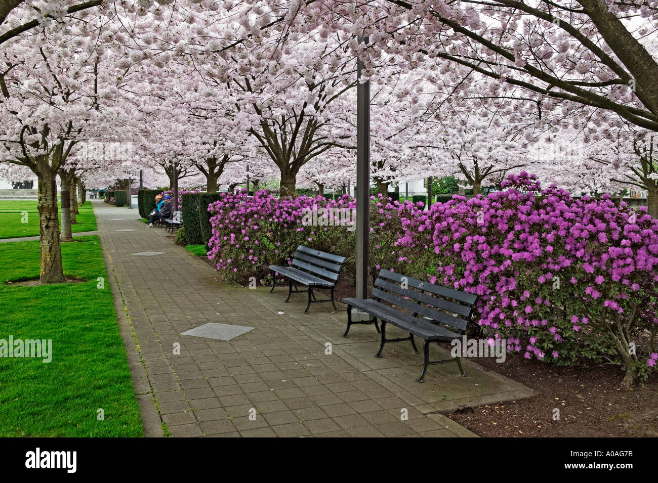 Path at State capitol grounds with flowering cherry trees Salem Oregon ...