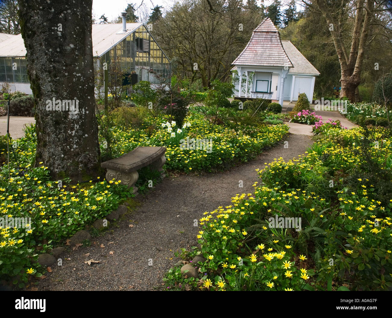 Deepwood Estate with path and yellow Ranunculus flower Salem Oregon ...