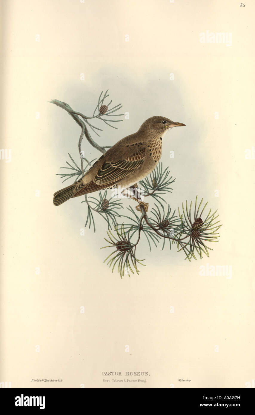 Rosy starling sturnus roseus hi-res stock photography and images - Alamy