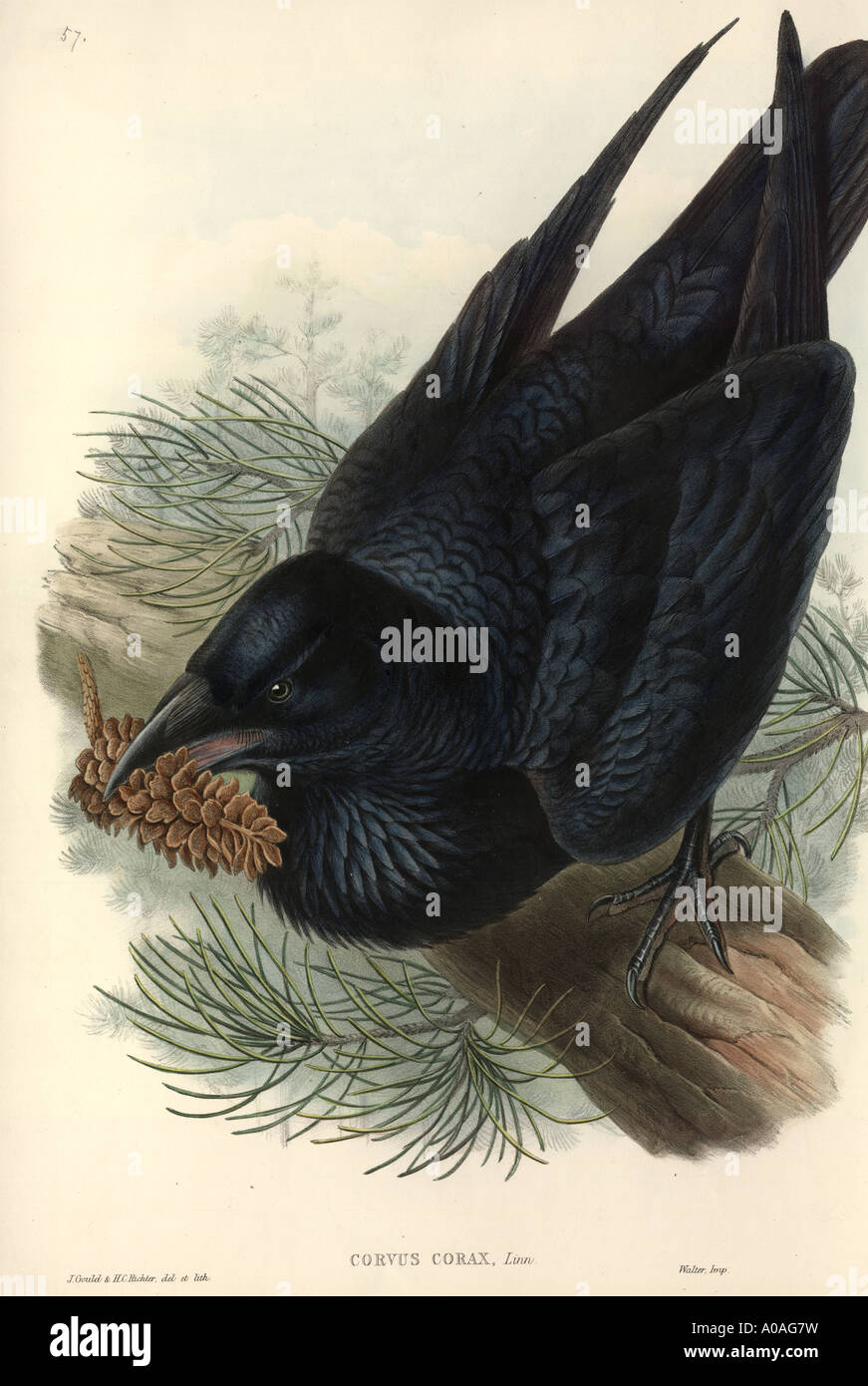 Corvus corax common raven Stock Photo - Alamy