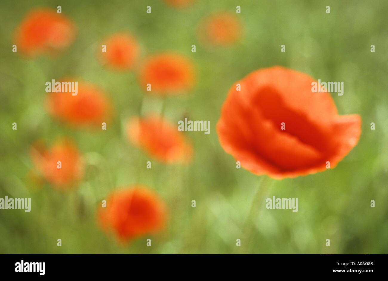 Norfolk poppy papaver red flower hi-res stock photography and images ...