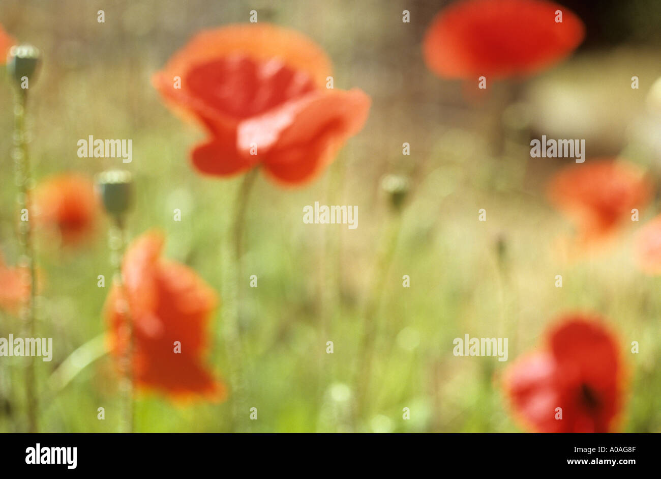 Poppy on the ground hi-res stock photography and images - Alamy