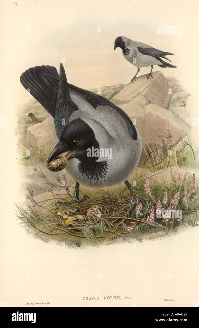 Crow stealing egg hi-res stock photography and images - Alamy