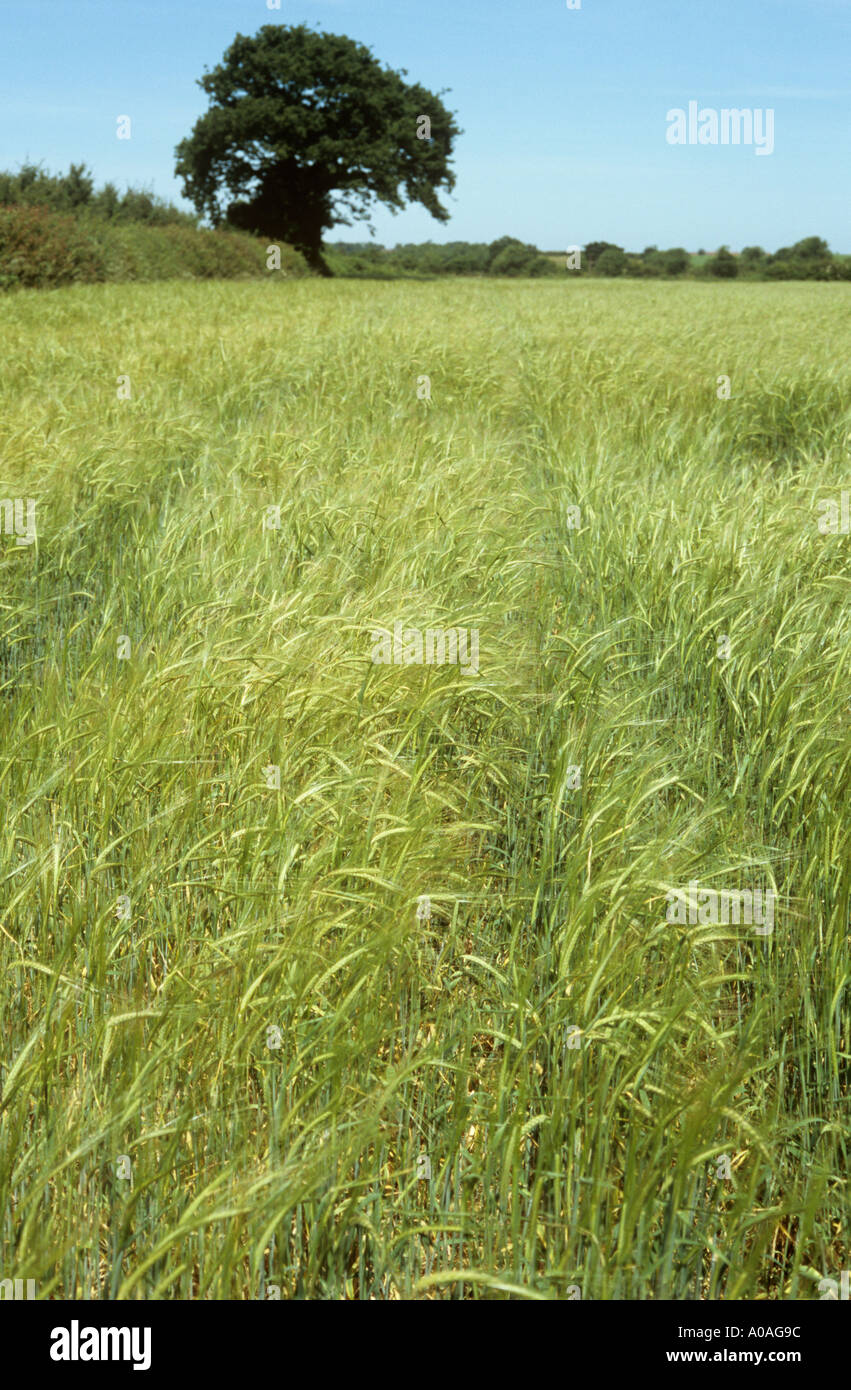 A field of Two rowed barley or Hordeum distichon in early summer with ...