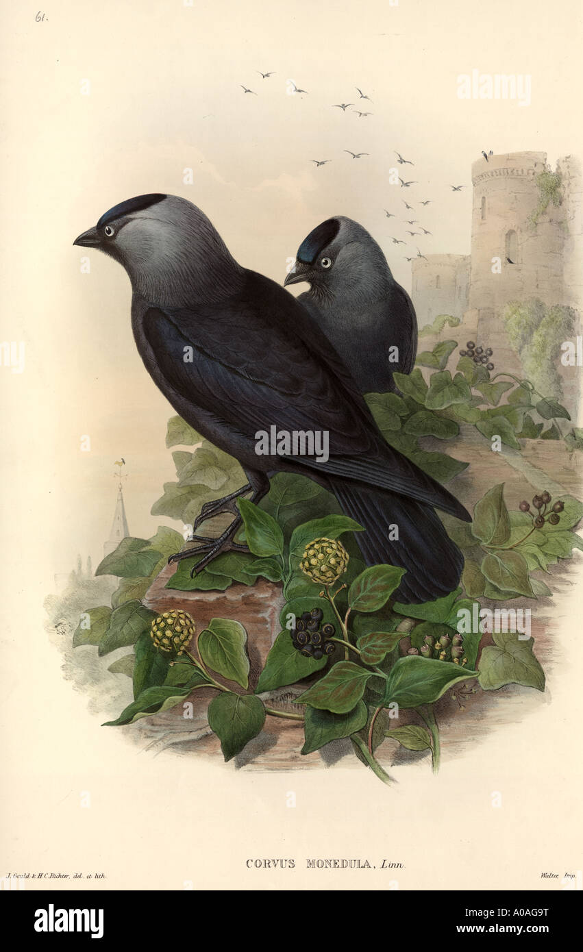 Eurasian jackdaw corvus monedula hi-res stock photography and images ...