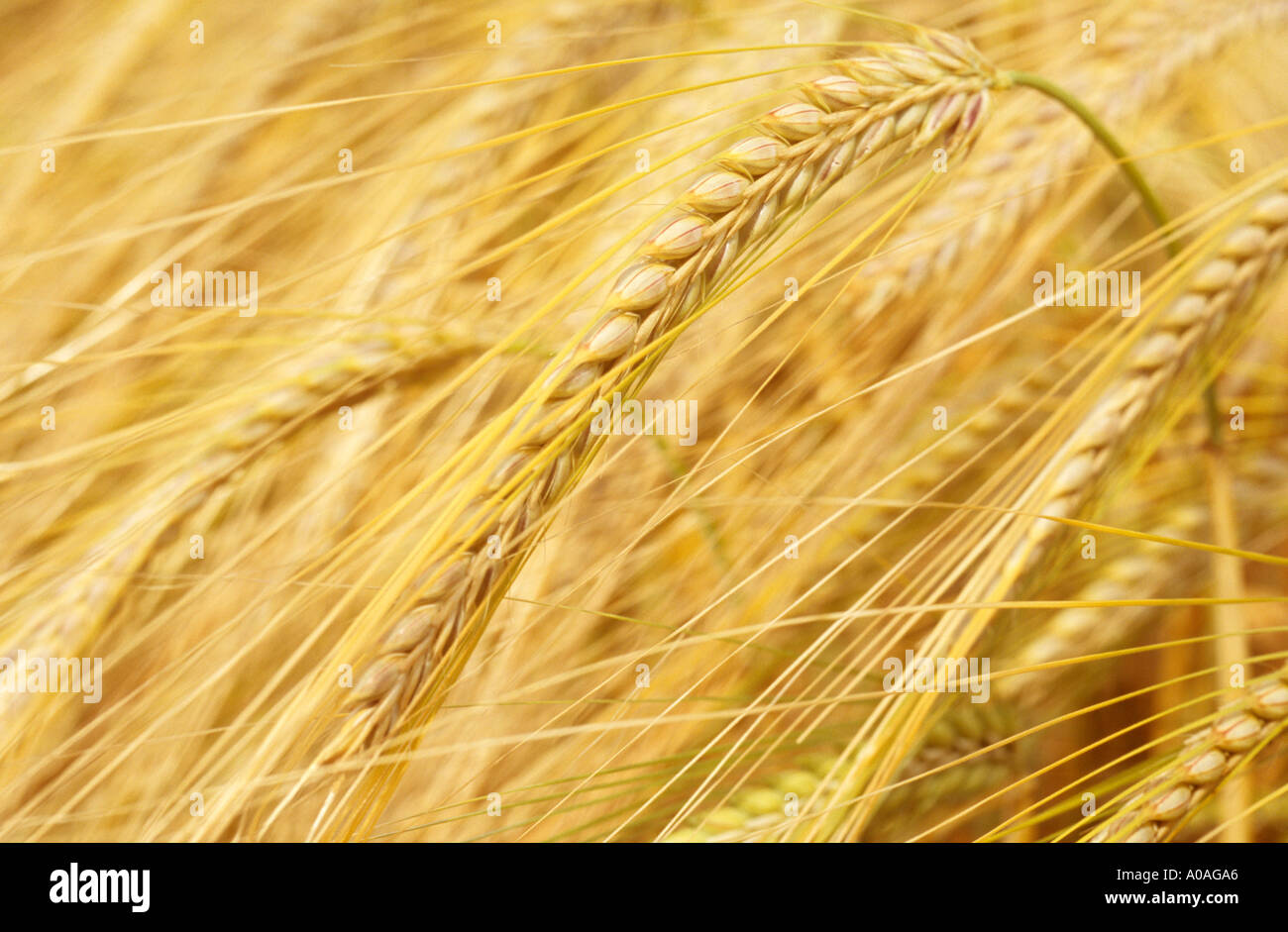 Close up of heads of ripe golden Two rowed barley or Hordeum distichon ...