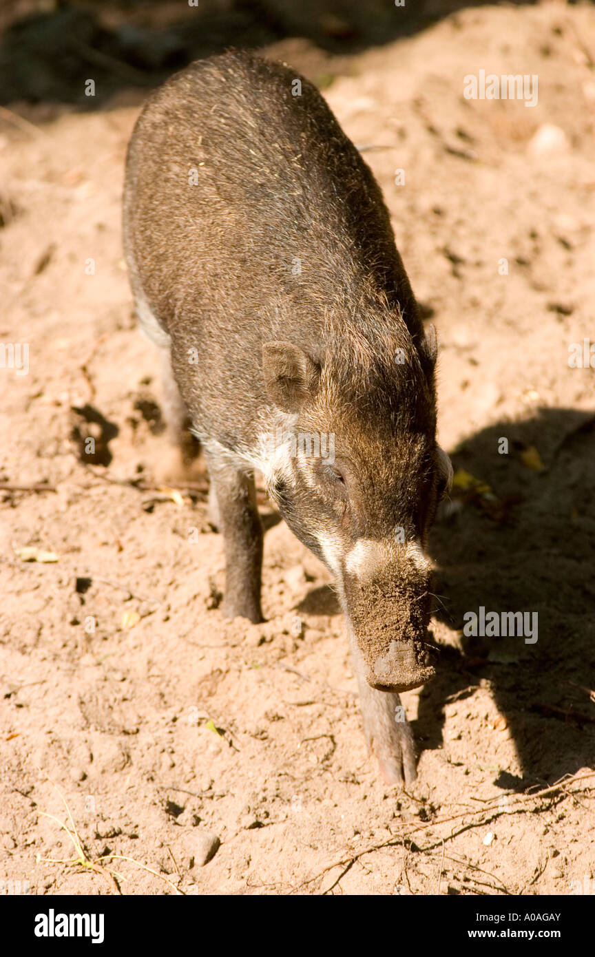 Visayan Warty Pig - Sus Cebifrons Negrinus, Negros island, Philippines ...