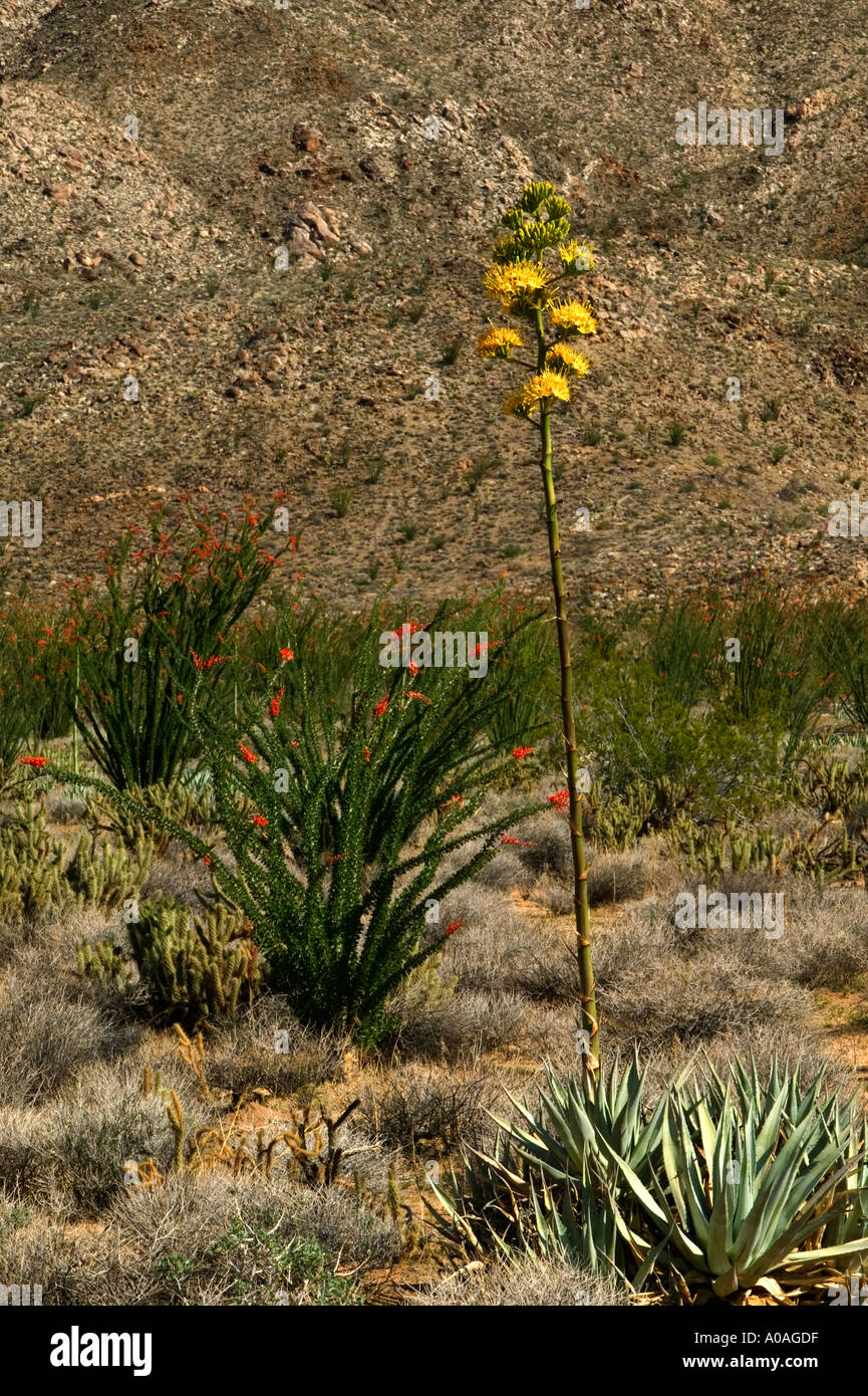 Desert Agave in bloom Agave deserti Anza Borrego Desert State Park ...