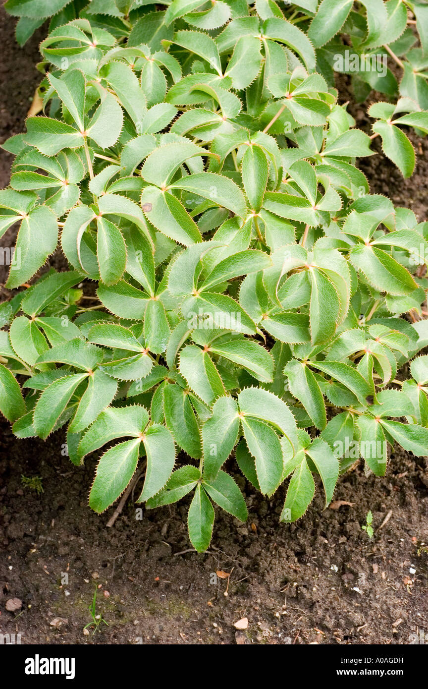 Lividus hi-res stock photography and images - Alamy