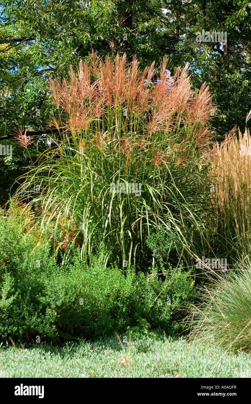 Different kinds of ornamental Miscanthus grass Stock Photo - Alamy