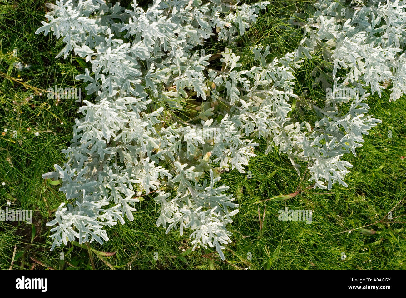 Beach wormwood Asteraceae Artemisia stelleriana Stock Photo - Alamy
