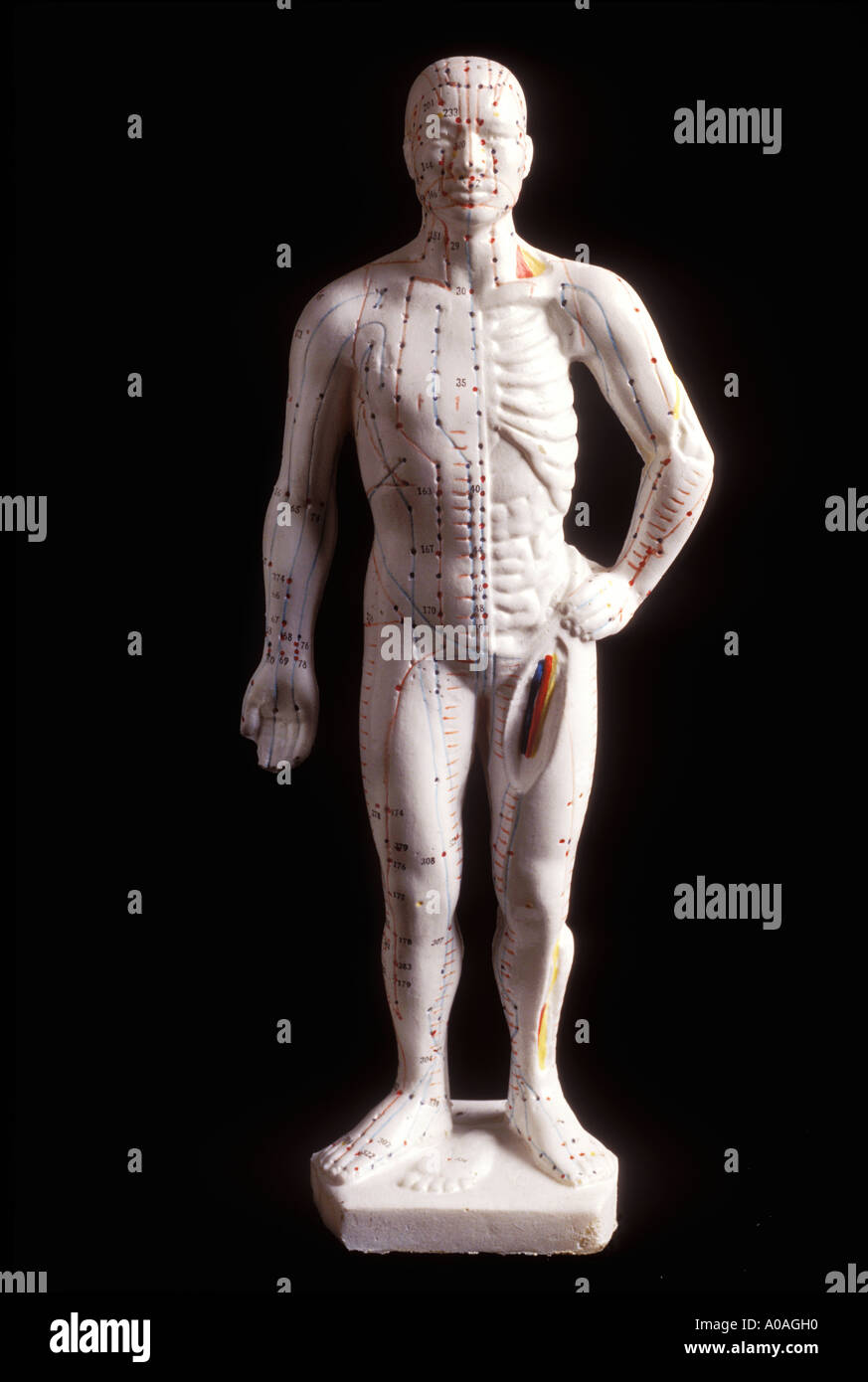 Acupuncture model human body hi-res stock photography and images - Alamy