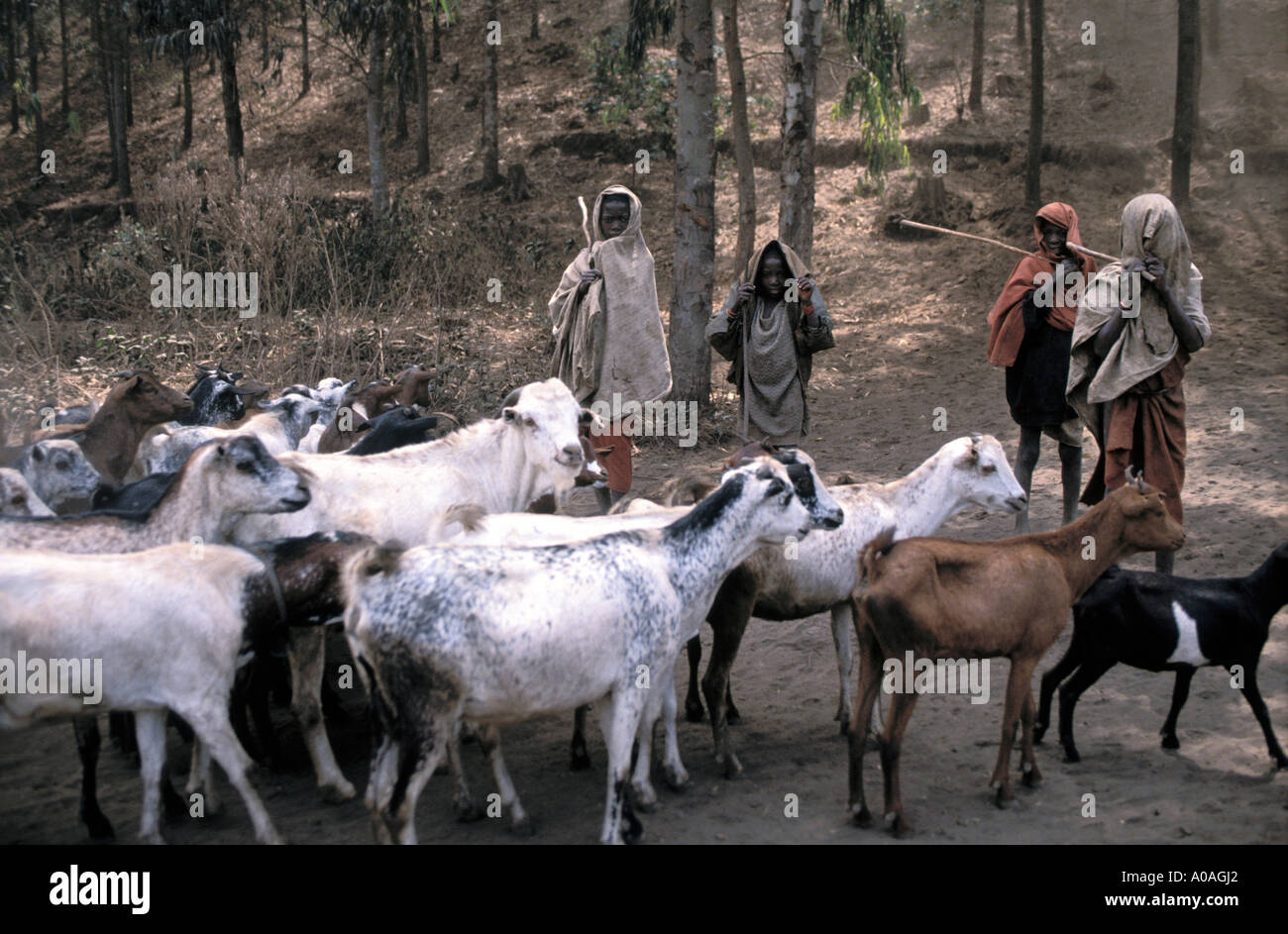Herdsmen hi-res stock photography and images - Alamy