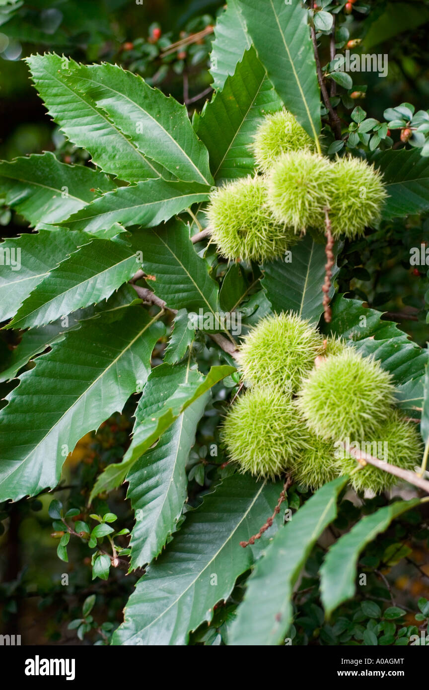 Species of tree in the family fagaceae hi-res stock photography and ...