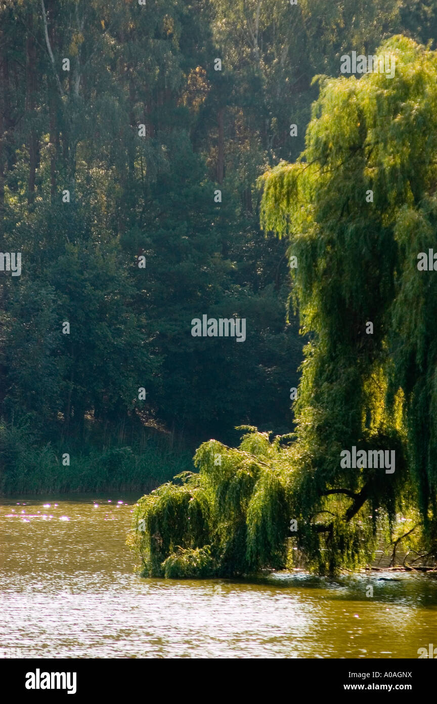 Weeping Willow tree growing on small island on water pond in Poznan ...