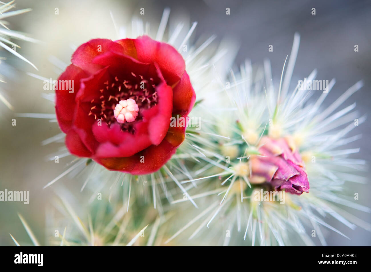 Red Cane Cholla Anza Borrego Desert State Park California Stock Photo ...