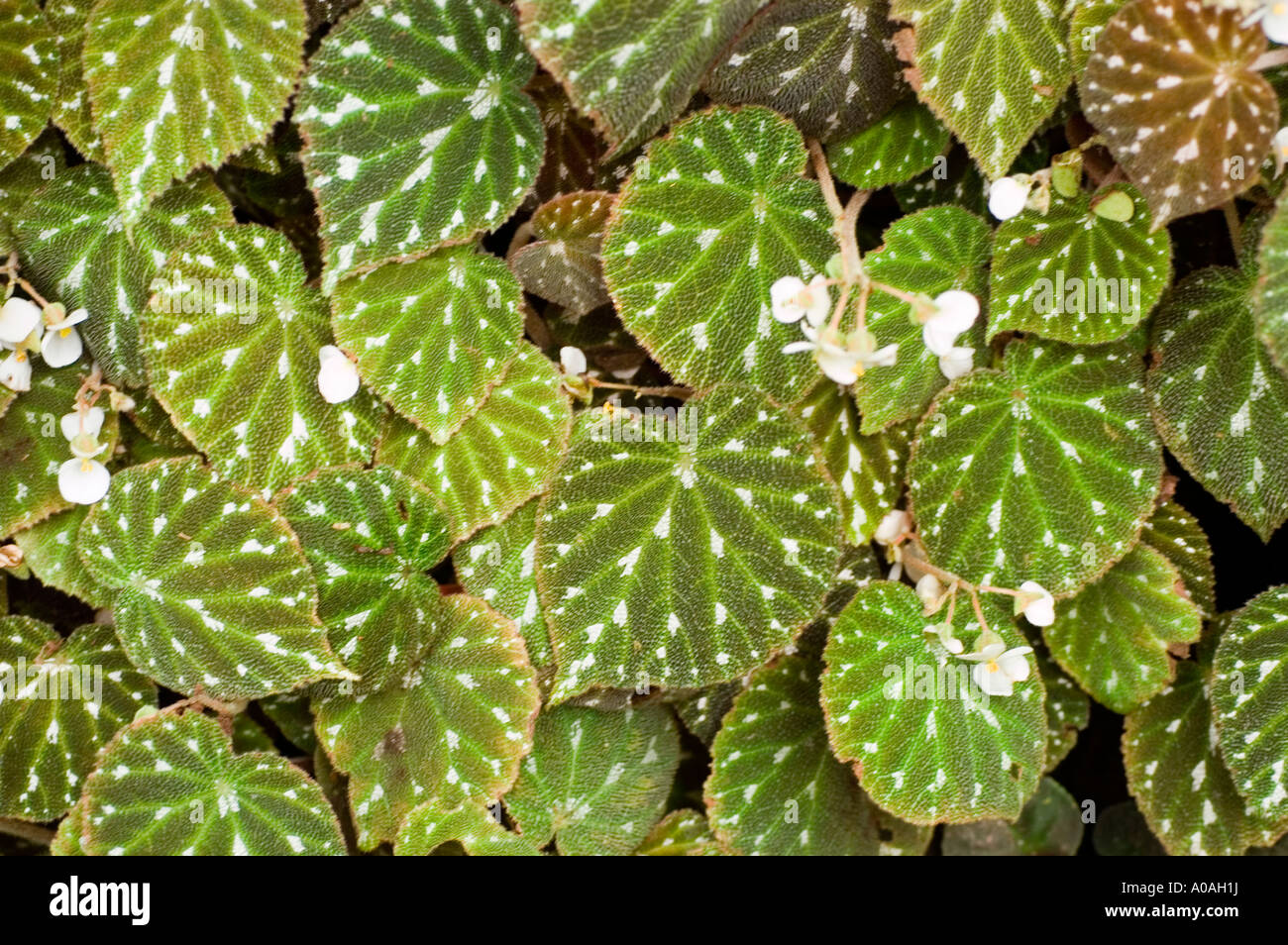 Begoniaceae Begonia pustulata Mexico Stock Photo - Alamy