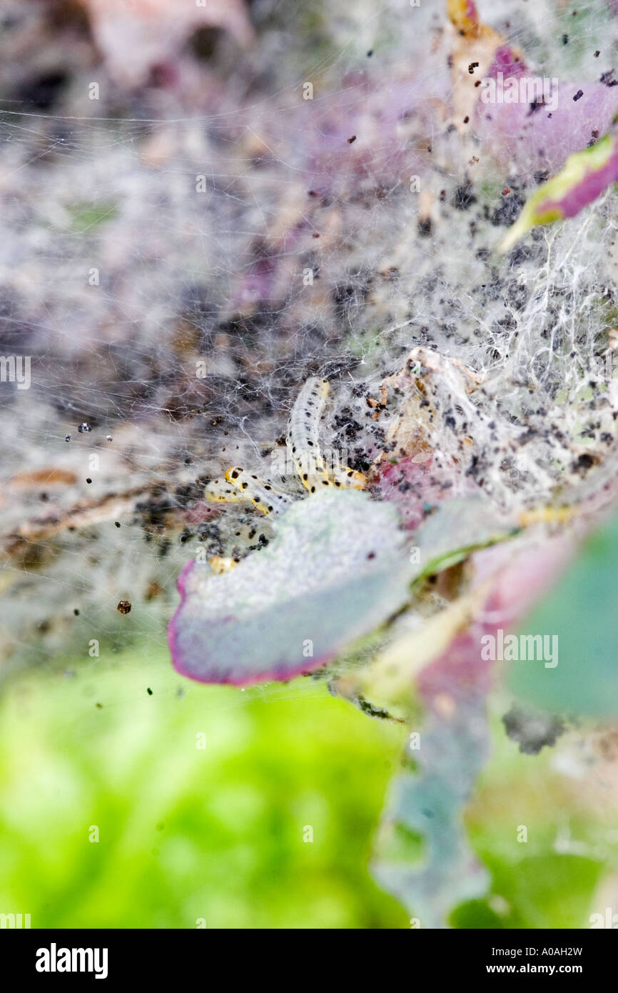 MULLEIN MOTH CATERPILLARS ON A SEDUM PLANT Stock Photo - Alamy