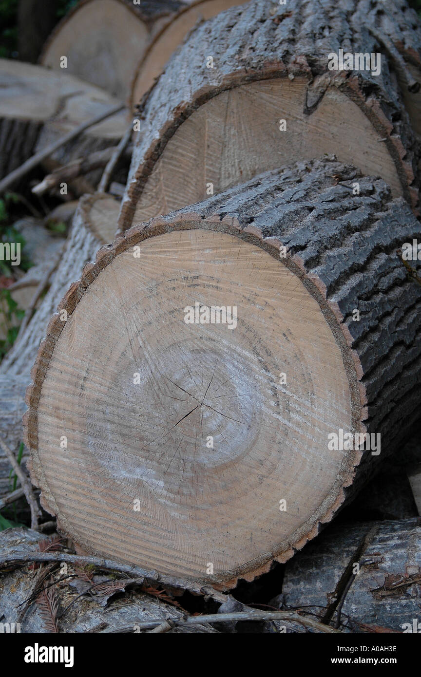 Chopped wood logs, Australia Stock Photo - Alamy