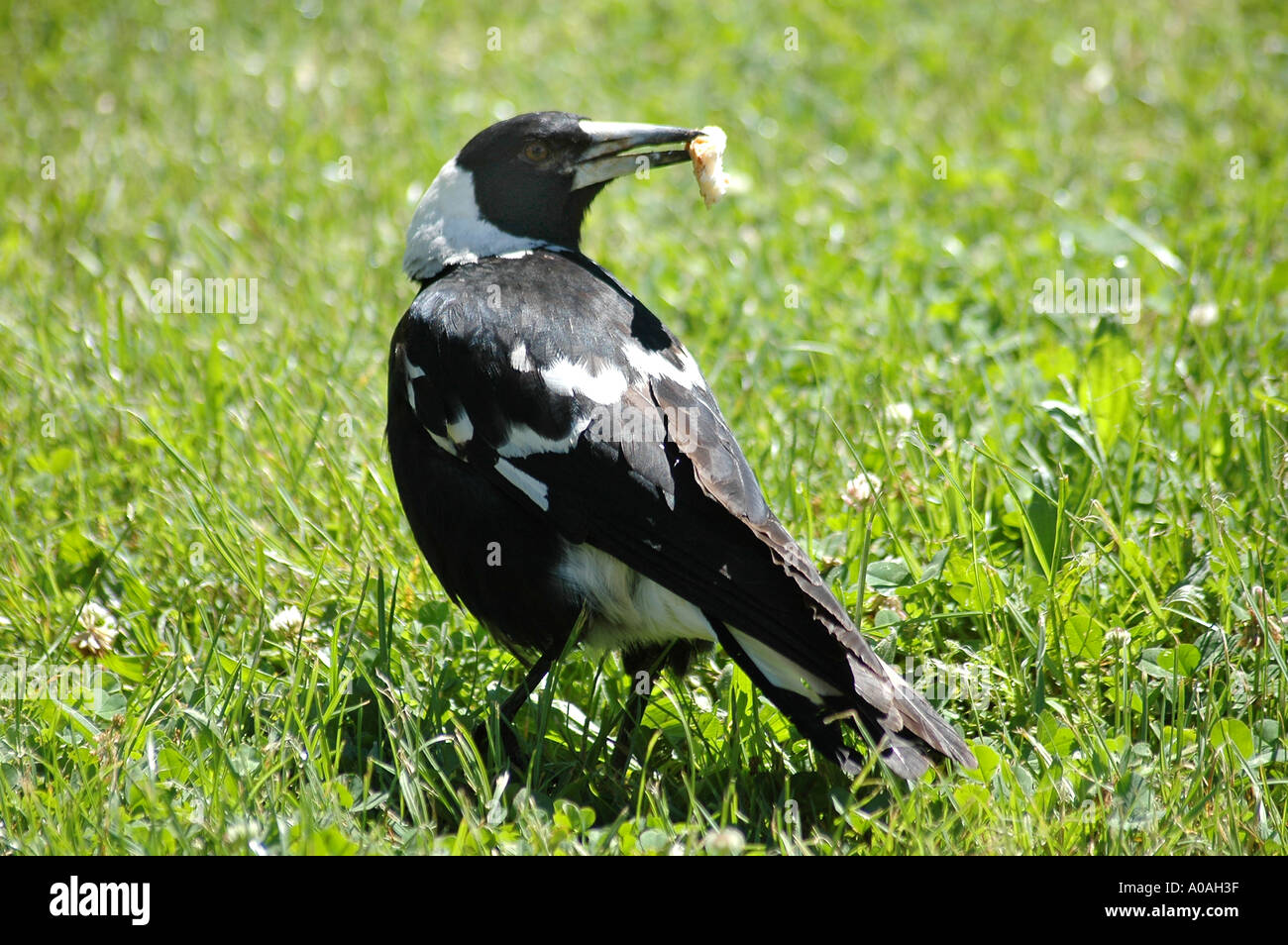 Magpie with food in mouth, Gymnorhina tibicen, Melbourne, Australia ...