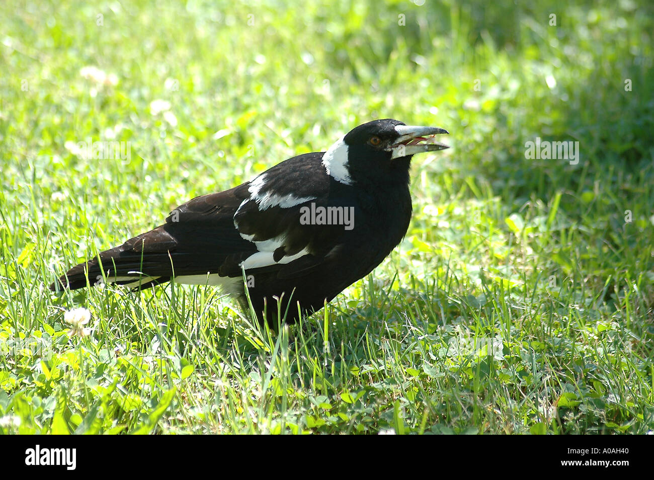 Magpie with food in mouth, Gymnorhina tibicen, Melbourne, Australia ...