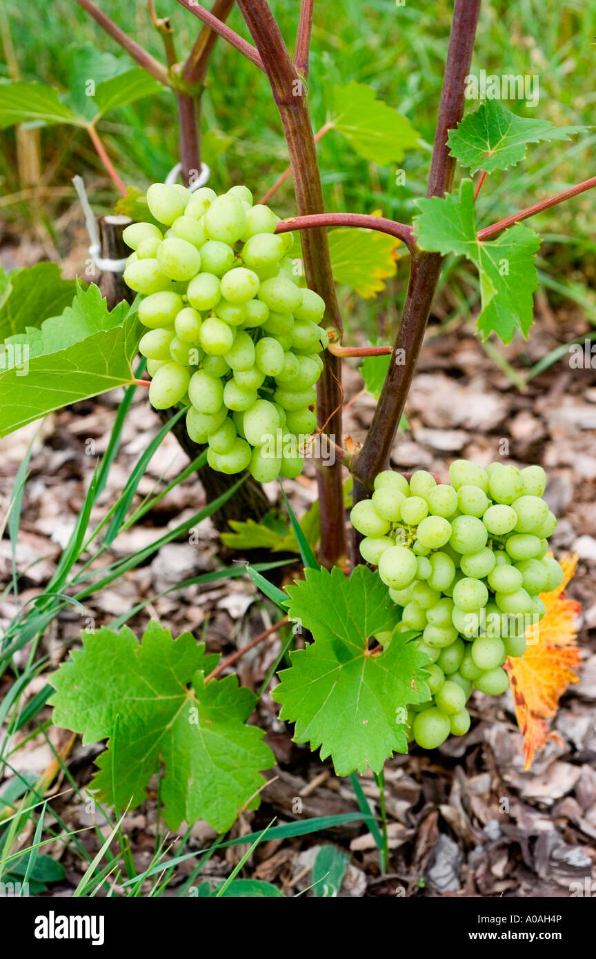 Grapes growing summer vineyard hi-res stock photography and images - Alamy