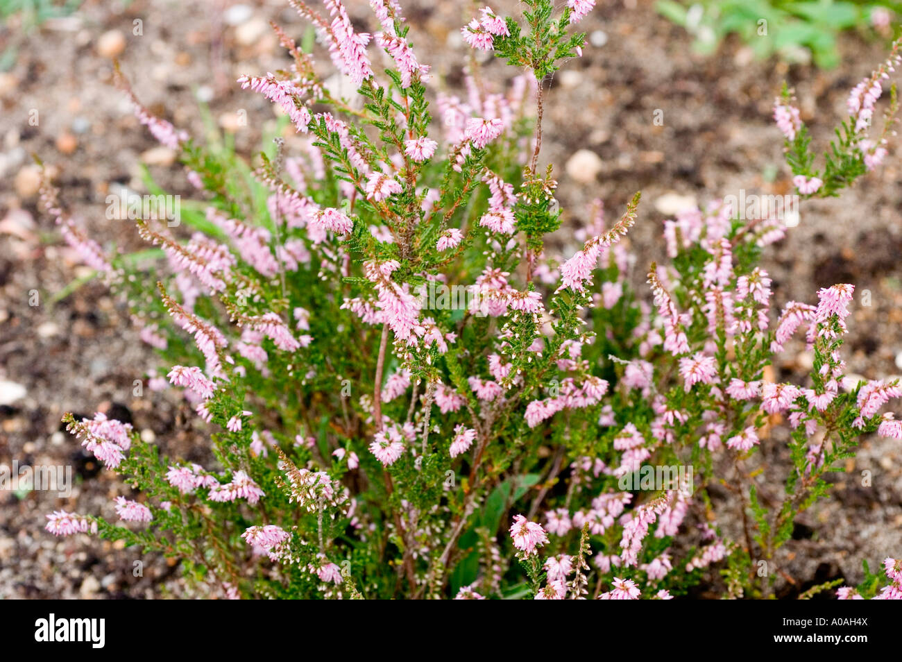 Violet pink flowers of Common Heather Ericaceae Calluna Vulgaris Stock ...
