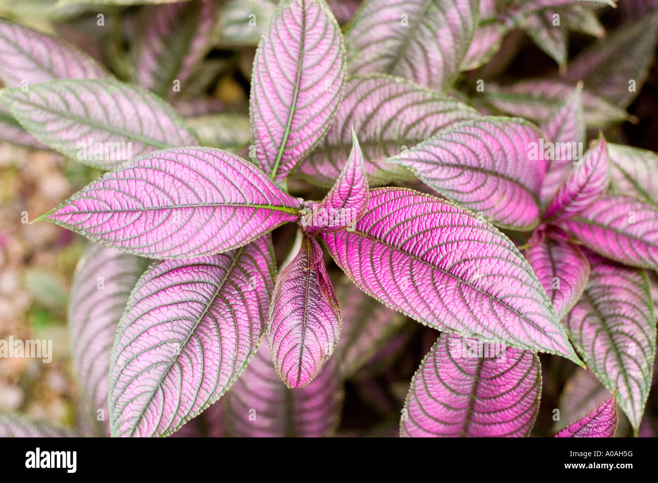 Beautiful leaves of Acanthaceae Strobilantes Dyerianus India Stock ...