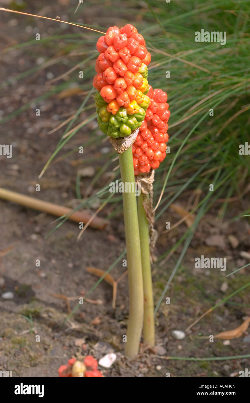 Red fruits of cuckoo pint Araceae Arum maculatum Stock Photo - Alamy
