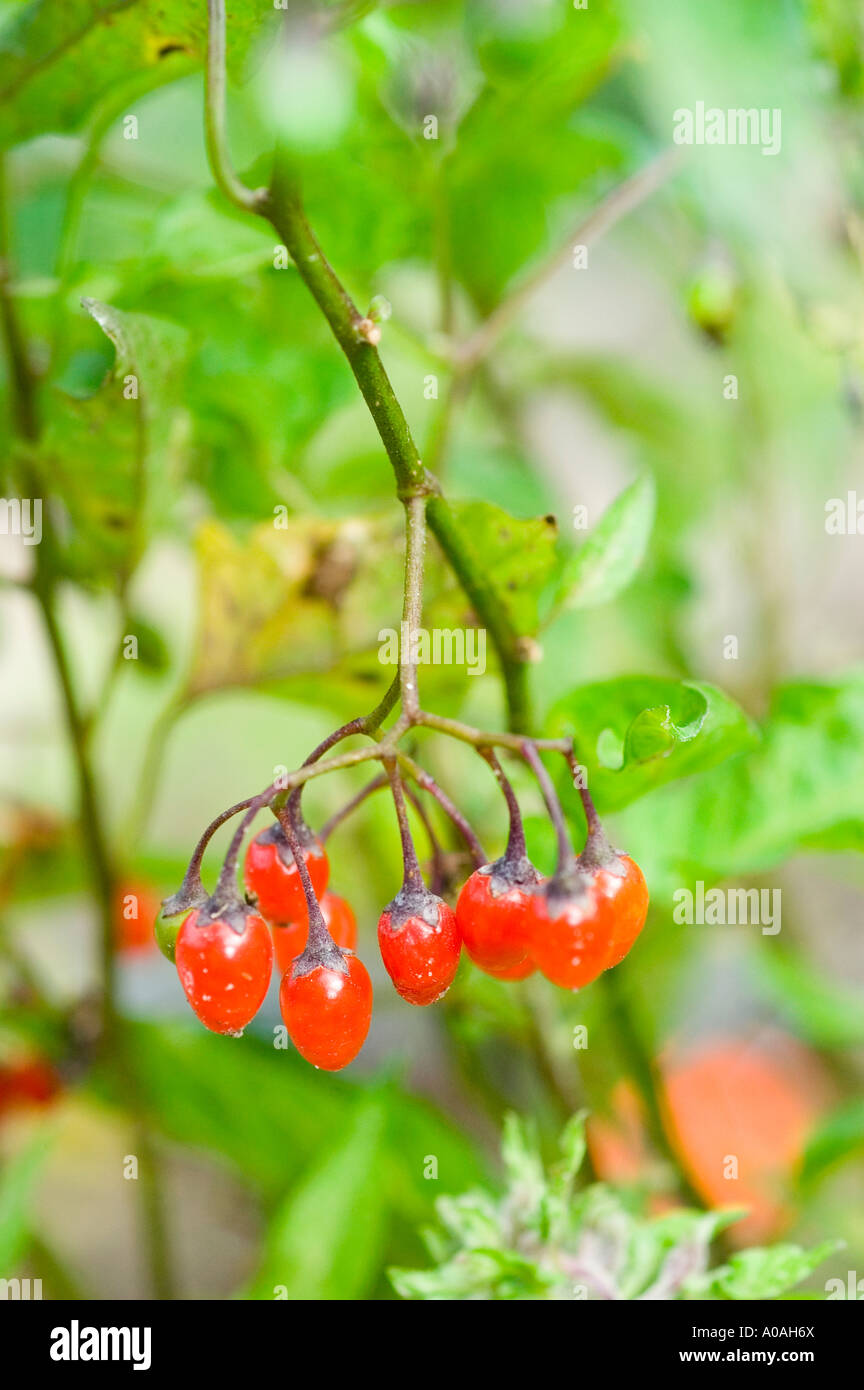 Climbing Nightshade Solanum Dulcamara Stock Photos & Climbing ...