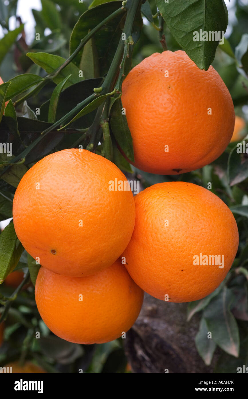 Indoor citrus cultivation hi-res stock photography and images - Alamy