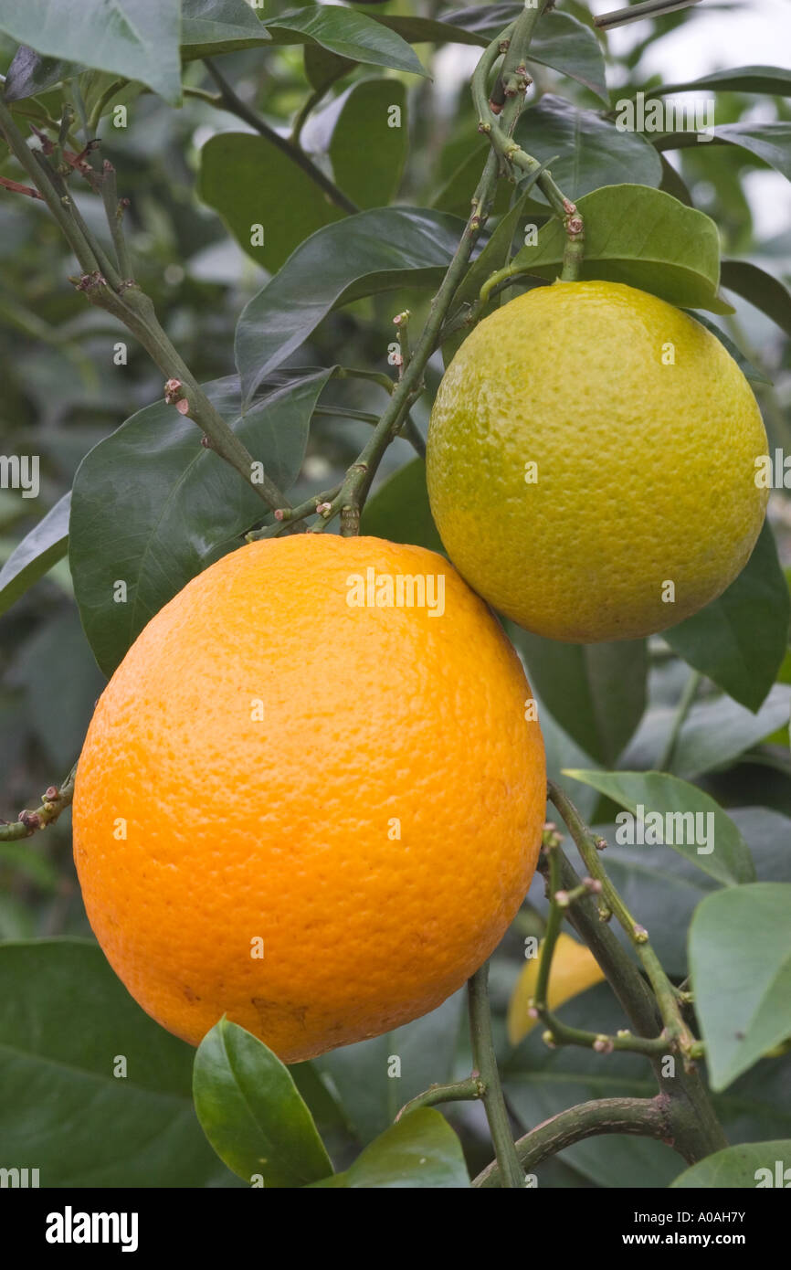 Naval orange hi-res stock photography and images - Alamy