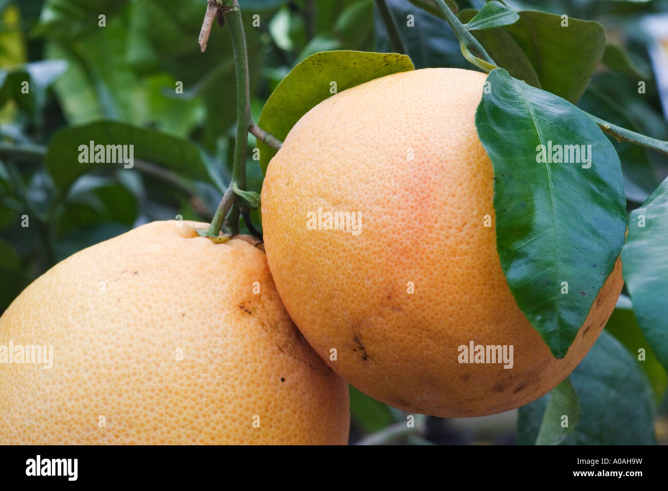 CITRUS X PARADISI 'STAR RUBY' (GRAPEFRUIT Stock Photo - Alamy