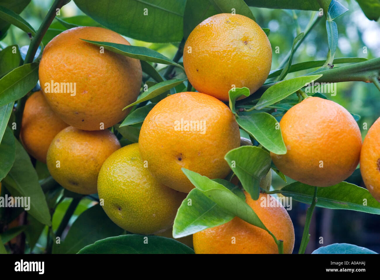 Citrus reticulata de nules hi-res stock photography and images - Alamy