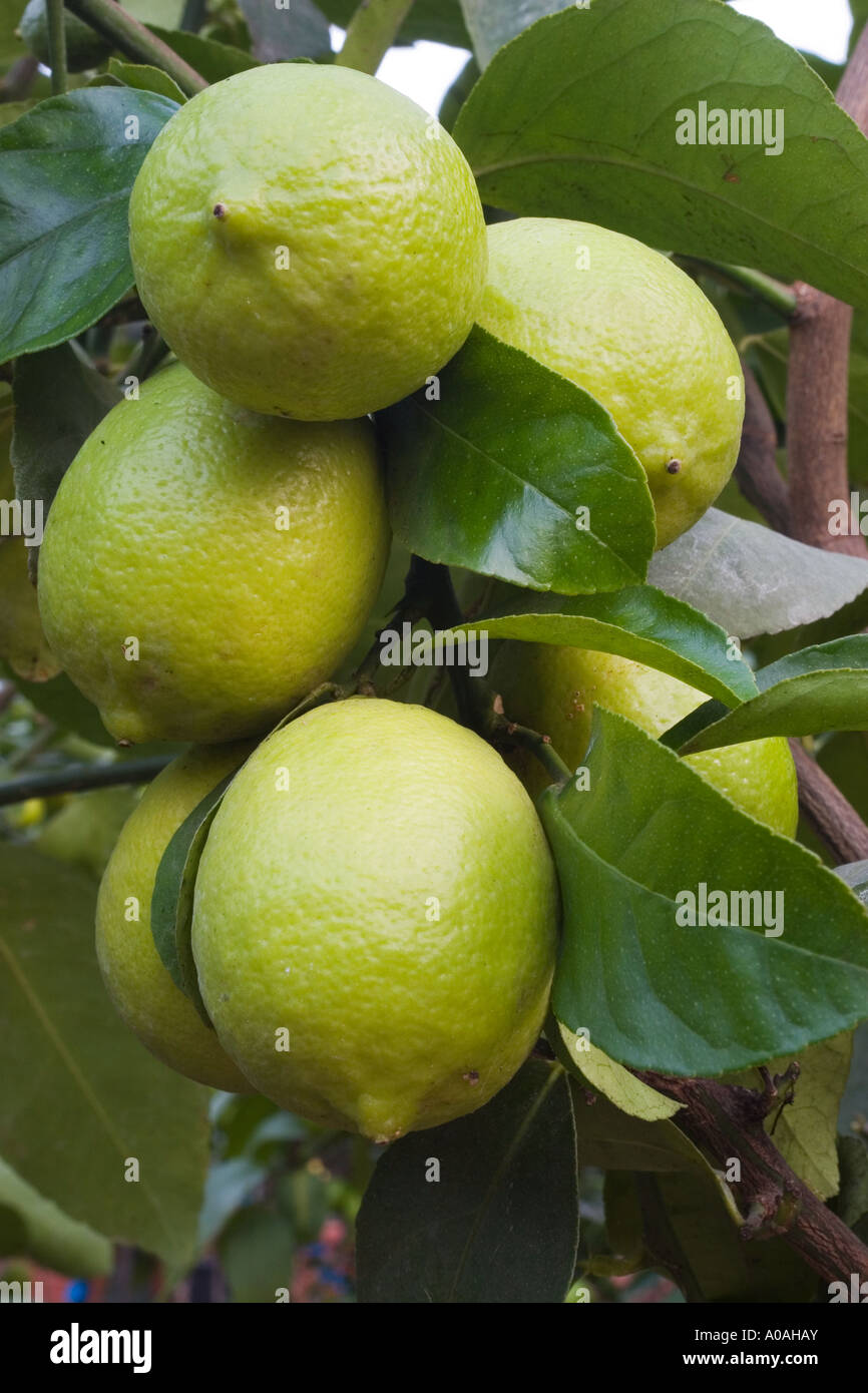 Citrus latifolia hi-res stock photography and images - Alamy