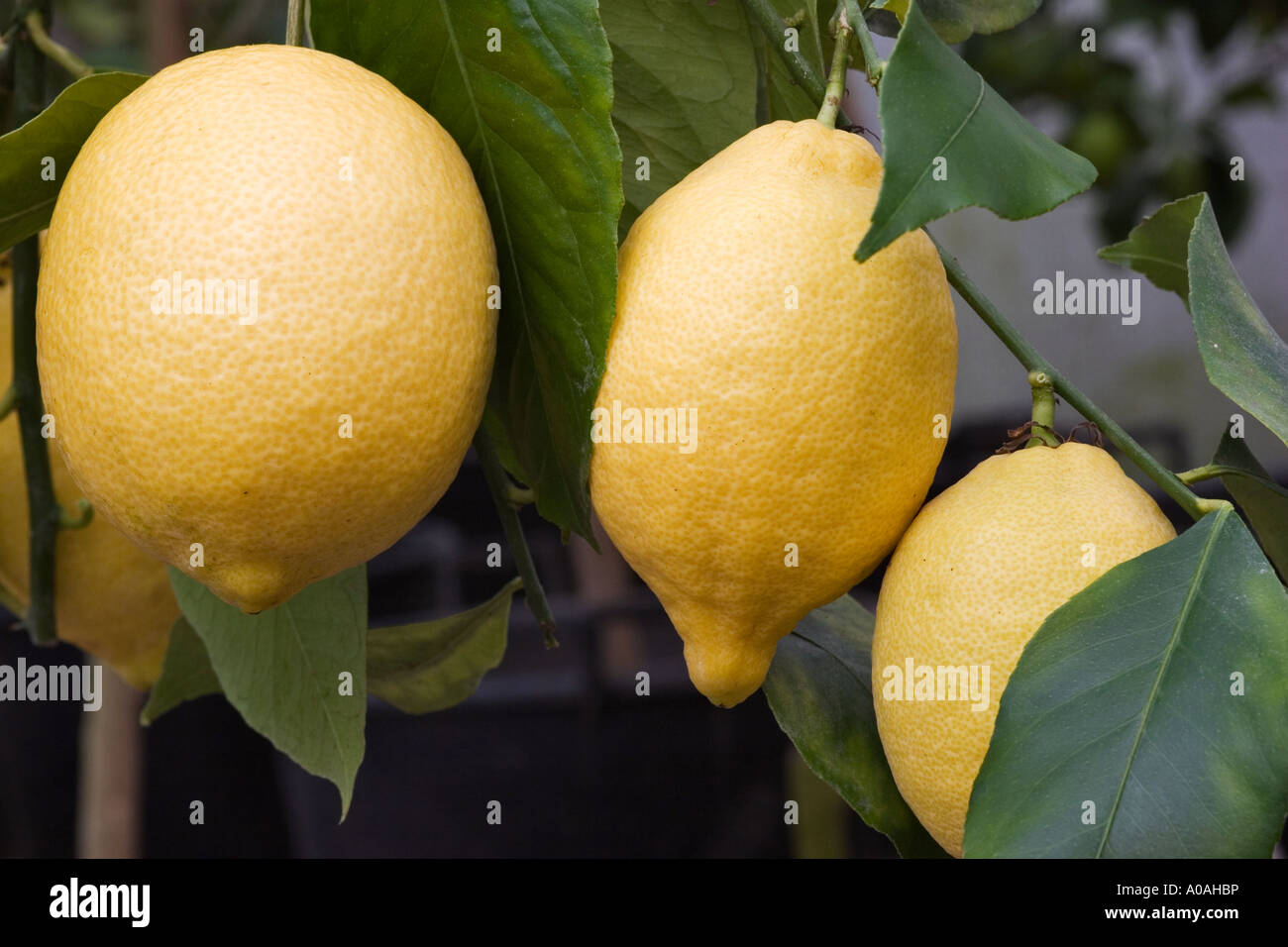 Citrus limon greenhouse hi-res stock photography and images - Alamy
