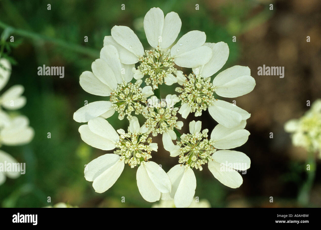 ORLAYA GRANDIFLORA (WHITE LACE FLOWER Stock Photo - Alamy