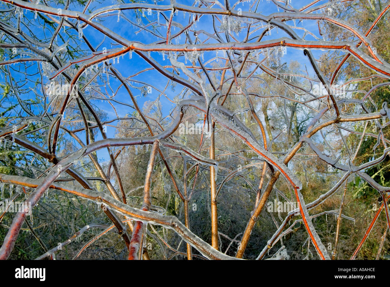 Branches with freezing rain Near Monroe Oregon Stock Photo - Alamy
