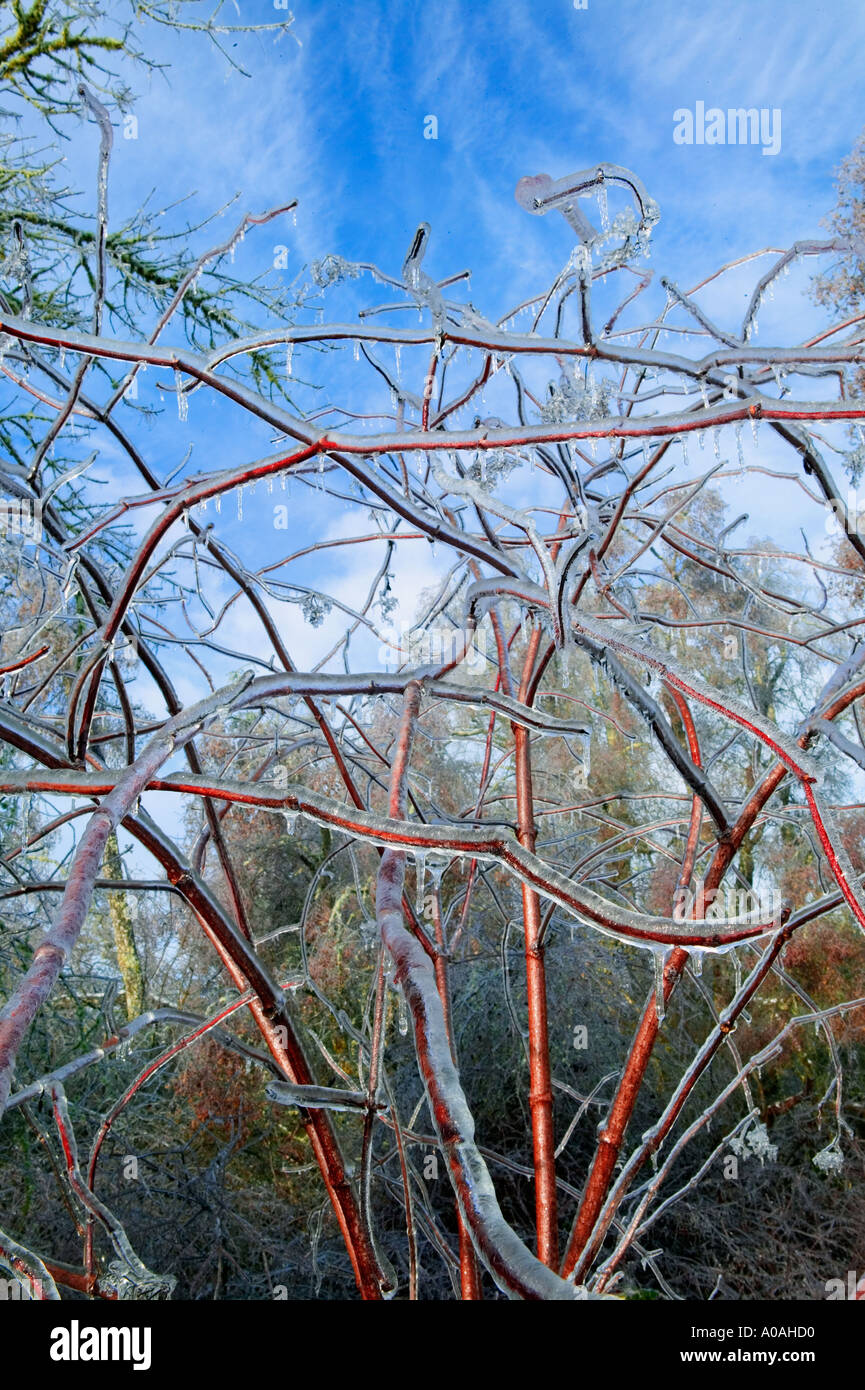 Branches with freezing rain Near Monroe Oregon Stock Photo - Alamy